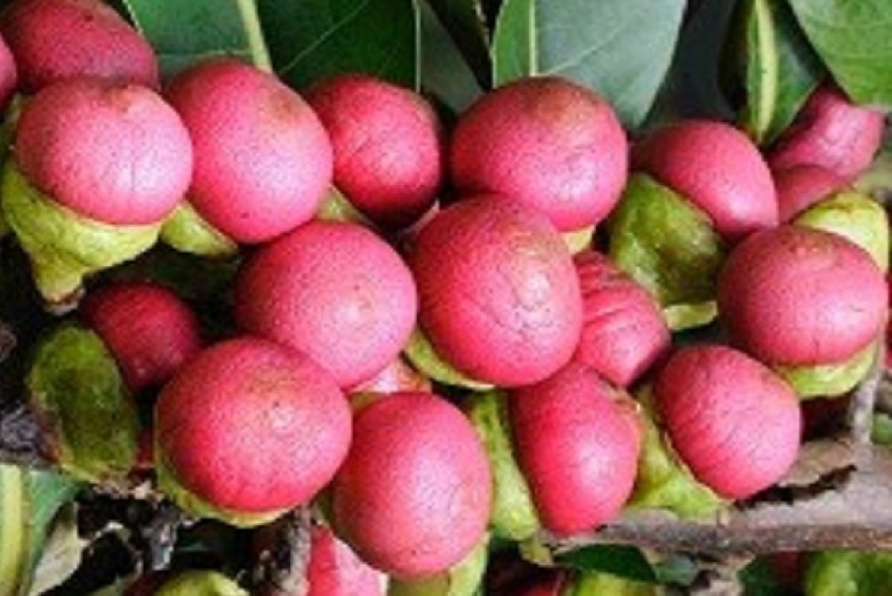 Fruta com E - Lista dos nomes de Frucas com a letra E