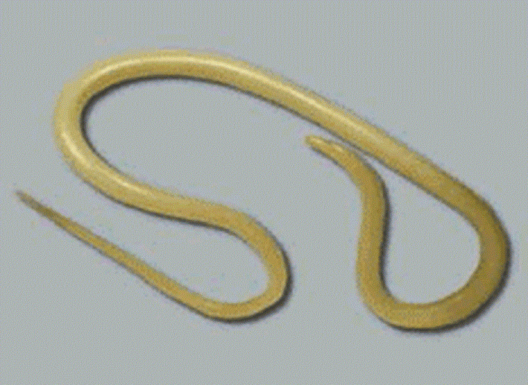 Parasitismo: o que é, características e doenças do Parasitismo