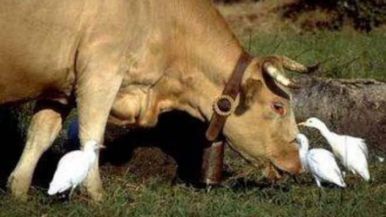 Protocooperação: o que é, e exemplos de Protocooperação